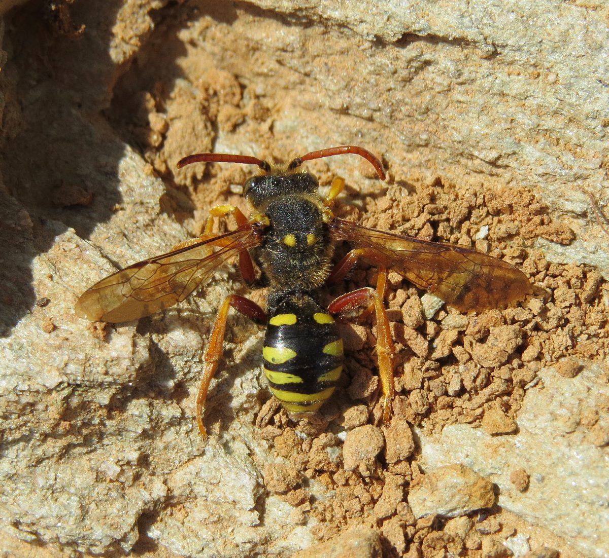 IIA Landscapes - Buglife