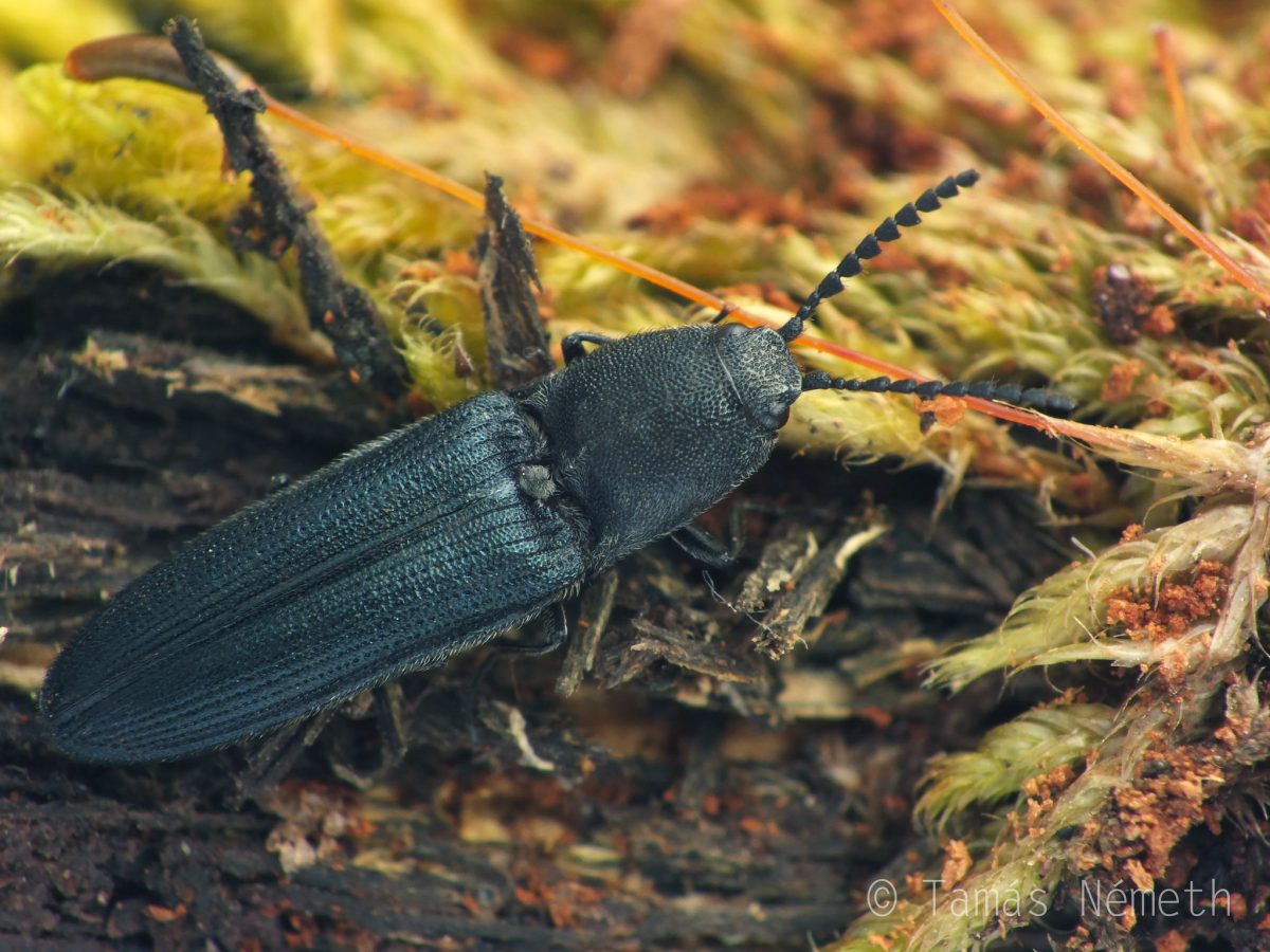 Single Species IIAs - Buglife