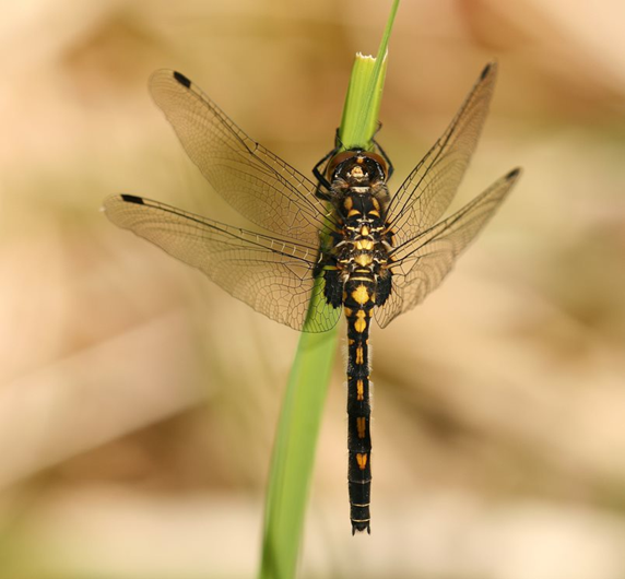 Beauties in the Bog - Buglife Blog - Buglife