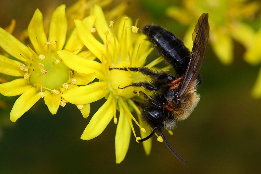 Black Oil Beetle - Bug Directory - Buglife
