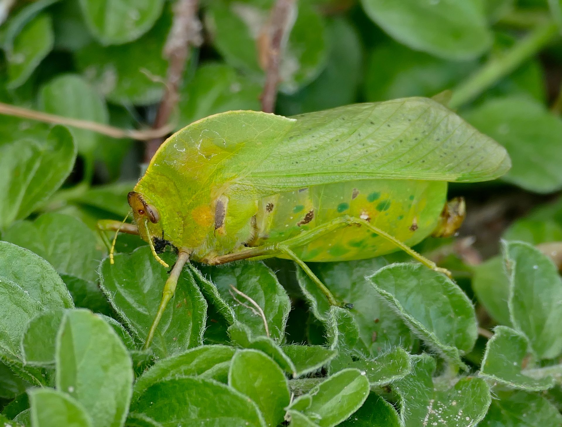 What’s the difference between a cricket and a grasshopper? - Buglife ...