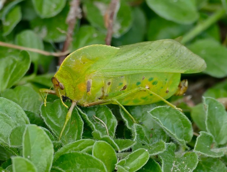 What’s the difference between a cricket and a grasshopper? - Buglife ...