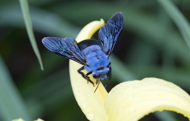 Bees vs wasps: what's the difference? - Buglife Blog - Buglife