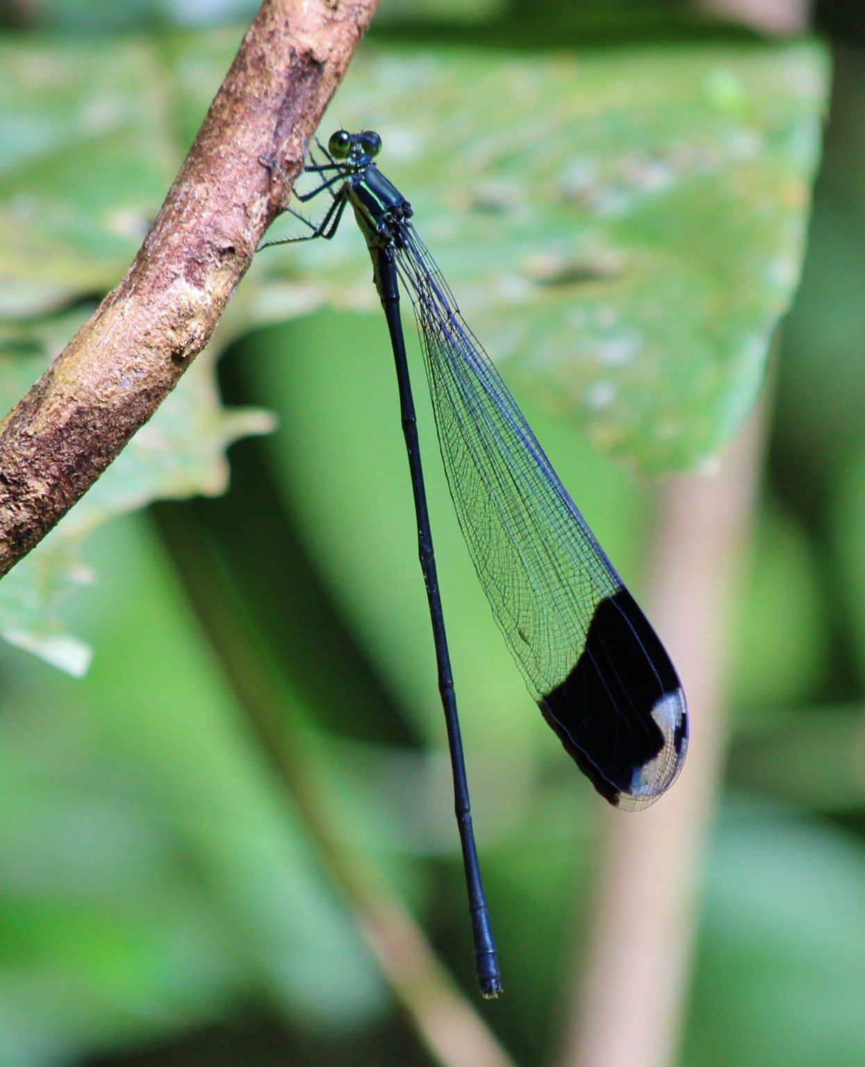 So, how big do insects get? - Buglife Blog - Buglife