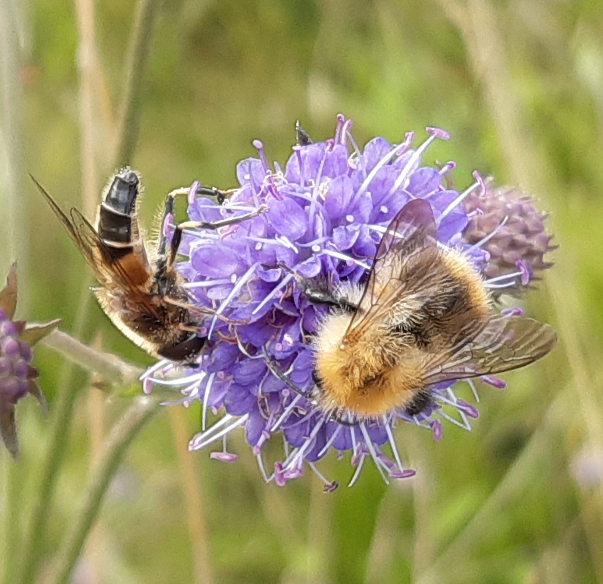 Strathmore B-Lines: Surveying Grasslands and Pollinating Insects in the ...