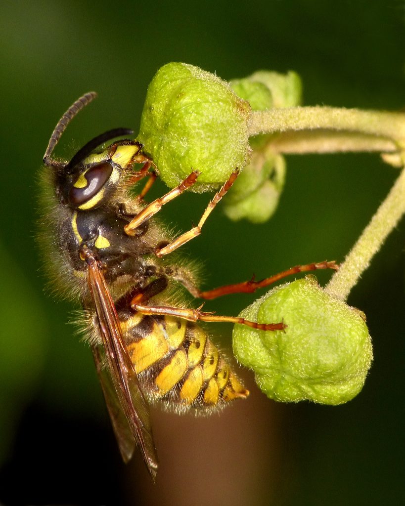 Bees vs wasps: what's the difference? - Buglife Blog - Buglife