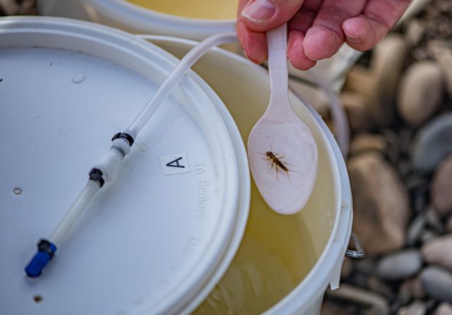 Conservationists race to save critically endangered insect found in the ...