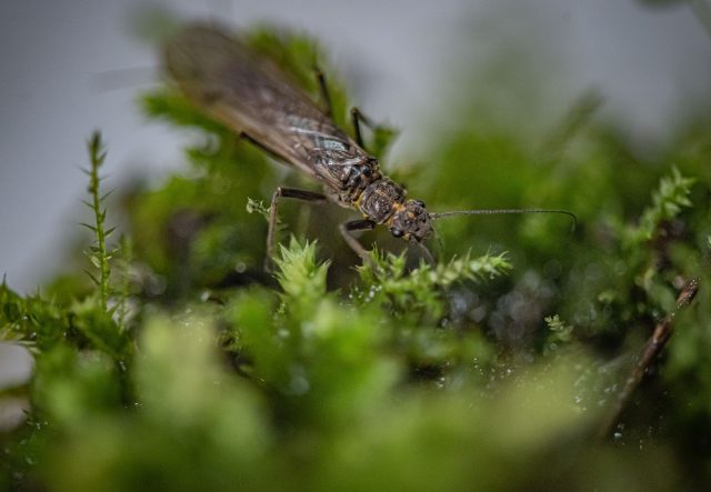 Conservationists race to save critically endangered insect found in the ...