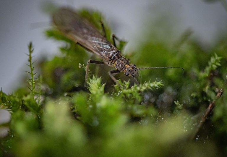 Conservationists race to save critically endangered insect found in the ...