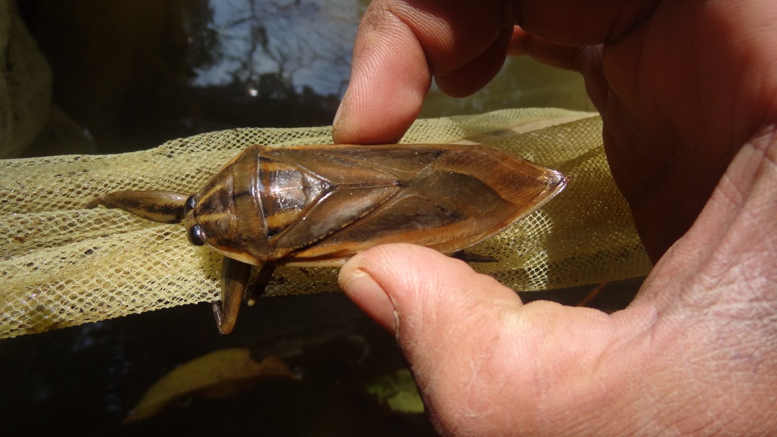 So, how big do insects get? - Buglife Blog - Buglife