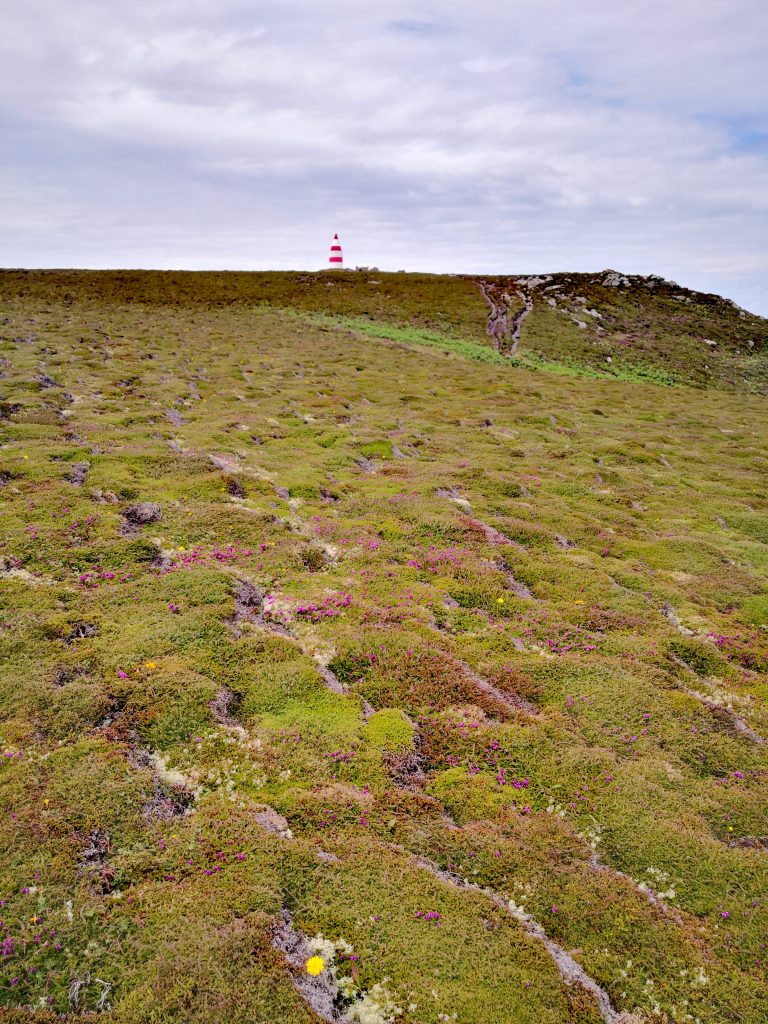 Surveys for the Red-barbed Ant in Scilly – new adventures in entomology ...