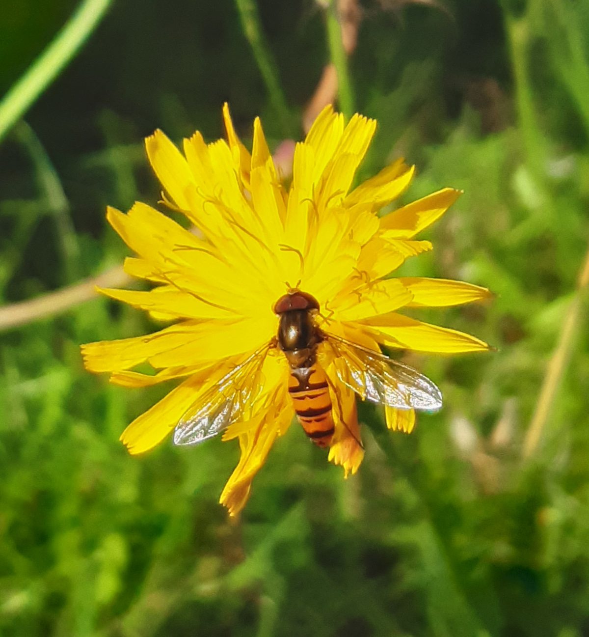 Meet six unsung heroes of the pollination world - Buglife Blog - Buglife