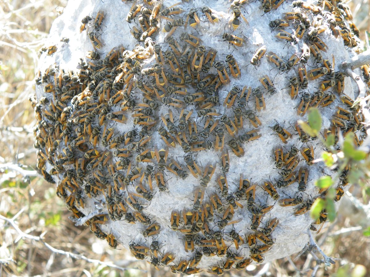 Bees vs wasps: what's the difference? - Buglife Blog - Buglife