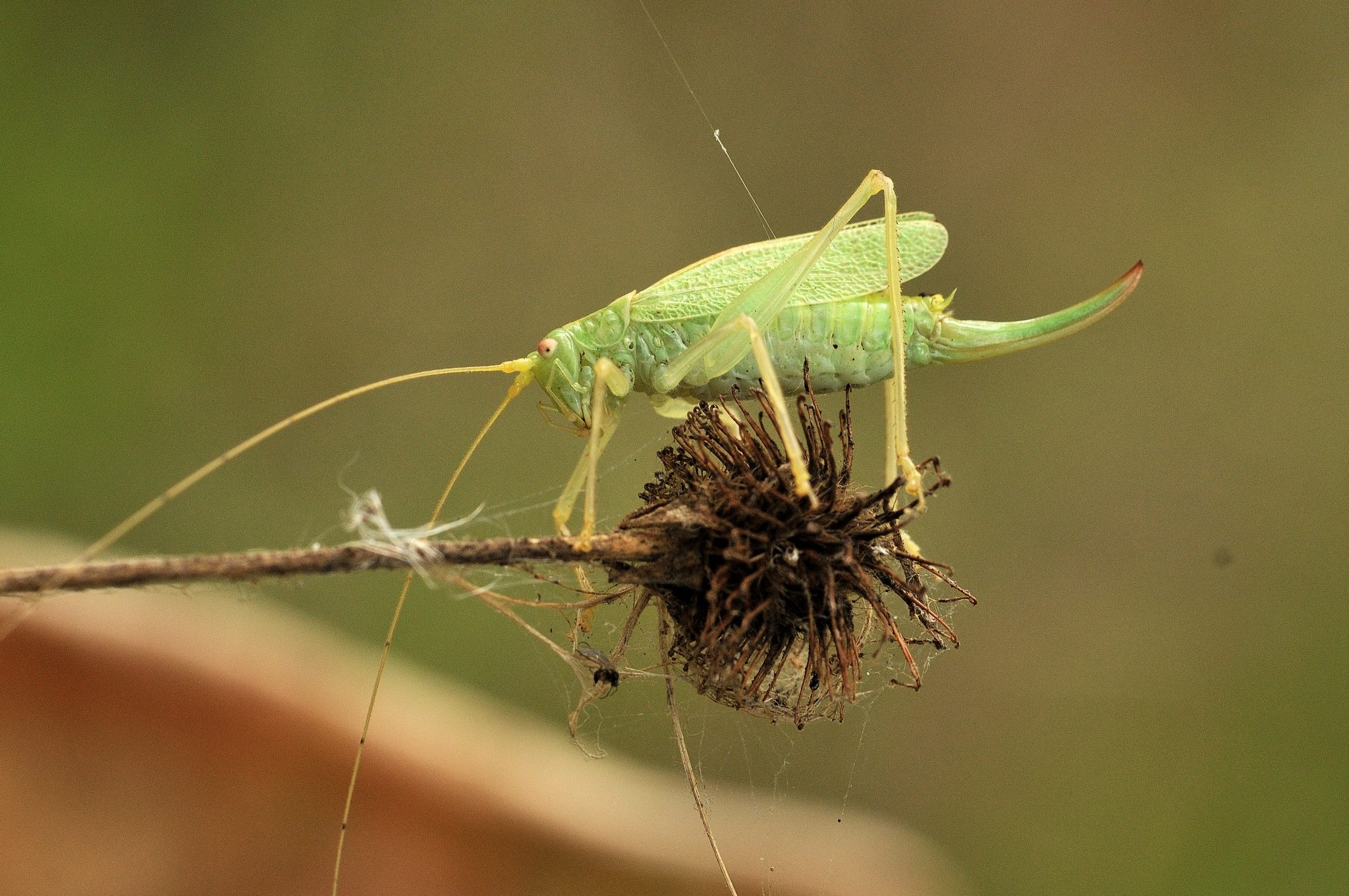 What’s the difference between a cricket and a grasshopper? - Buglife ...