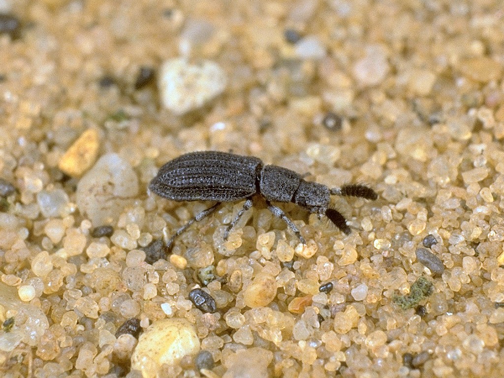 Brush-horned Sand Beetle - Bug Directory - Buglife