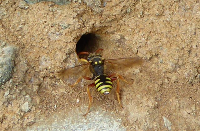 Species Recovery Projects - Buglife