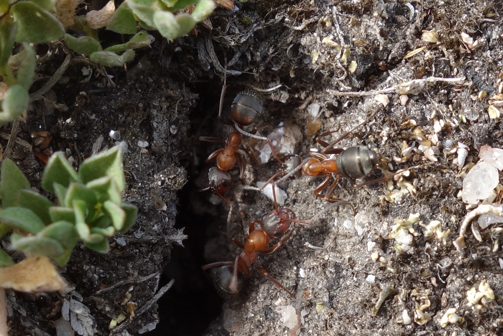 Surveys for the Red-barbed Ant in Scilly – new adventures in entomology ...