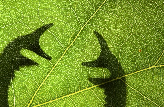 Identify a Bug - Buglife