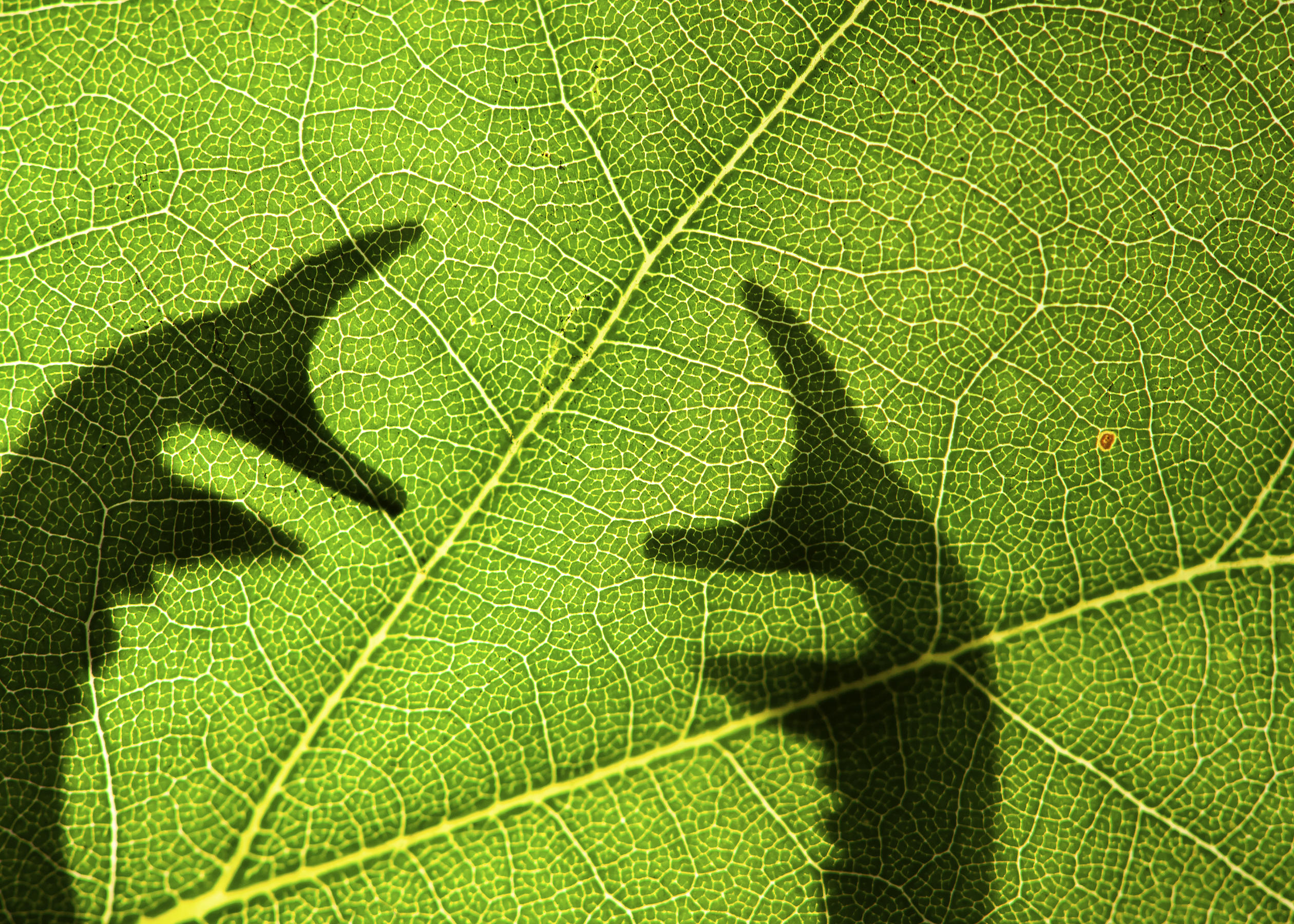 So, how big do insects get? - Buglife Blog - Buglife