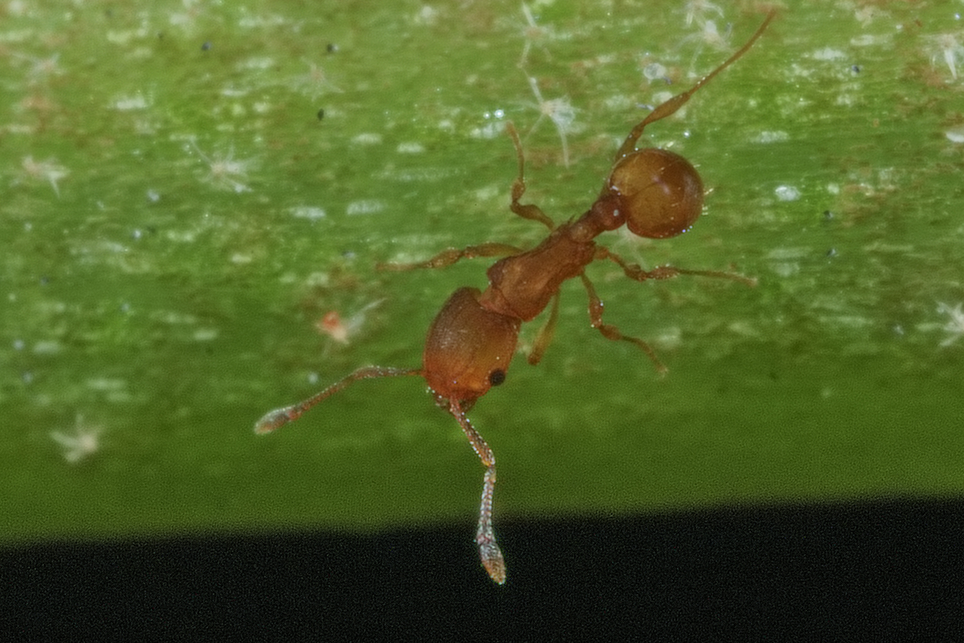 Electric Ant - Bug Directory - Buglife