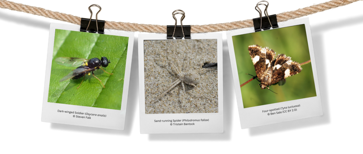 IIAs in Planning - Buglife