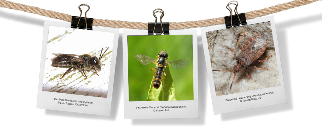 Supporting Invertebrate Conservation - Buglife