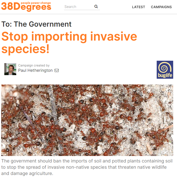 Electric Ant - Bug Directory - Buglife