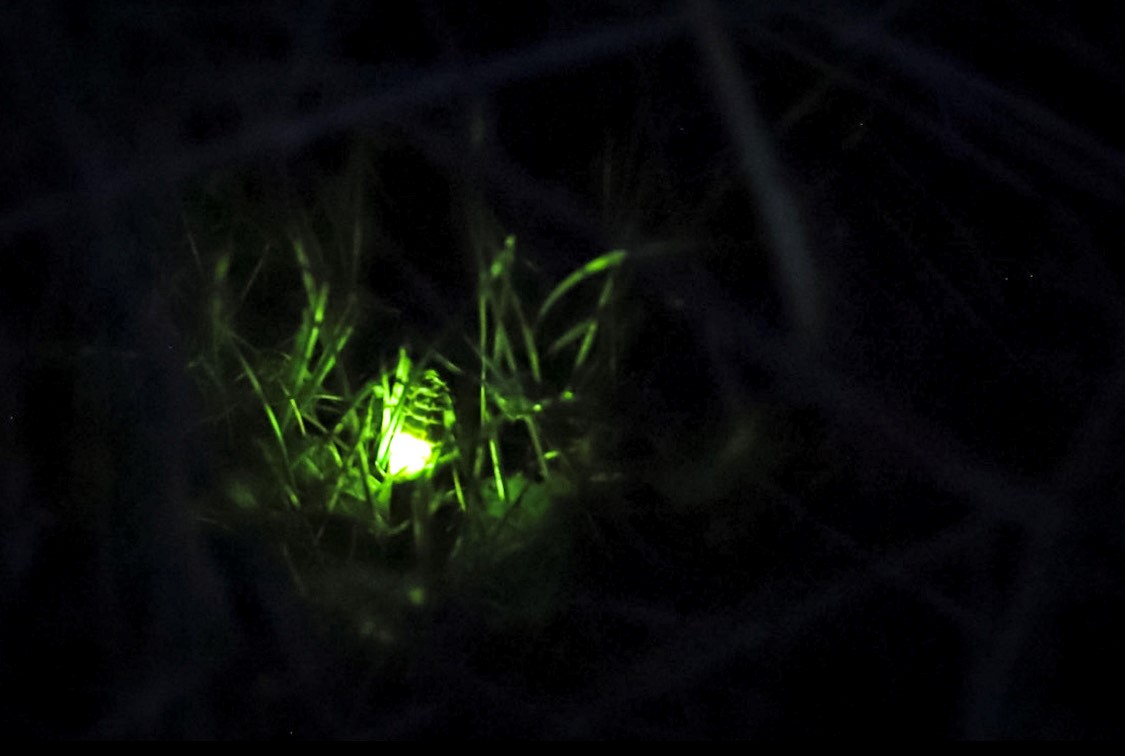 Like a moth to a flame…Or a Glow-worm to a streetlight? - Buglife Blog - Buglife