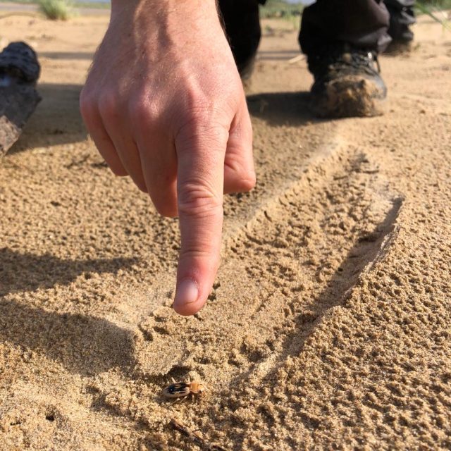 Strandline Beetle in England Project - Buglife projects