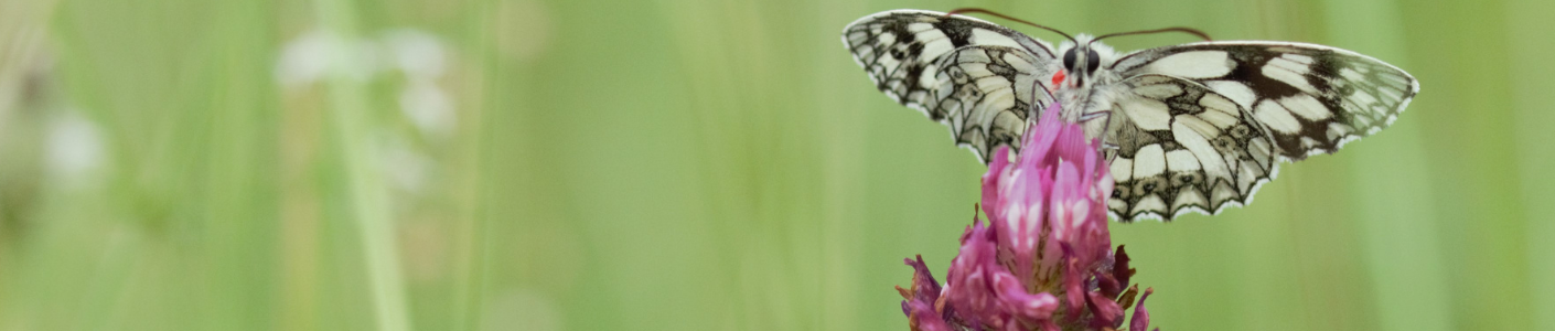 Darparwyr data AIP - Buglife