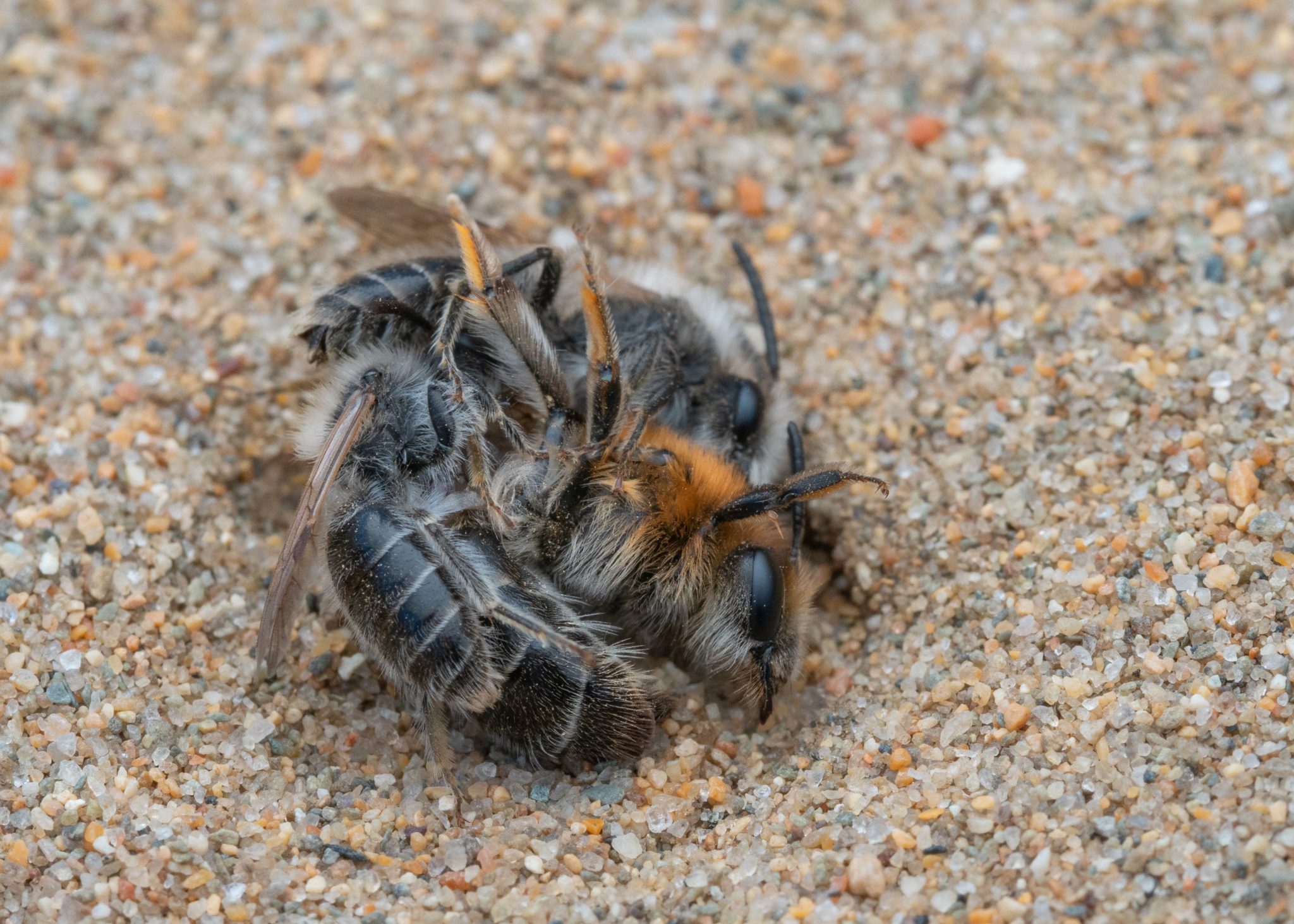 Northern Ireland, invertebrate finds in review 2023 - Buglife Blog ...