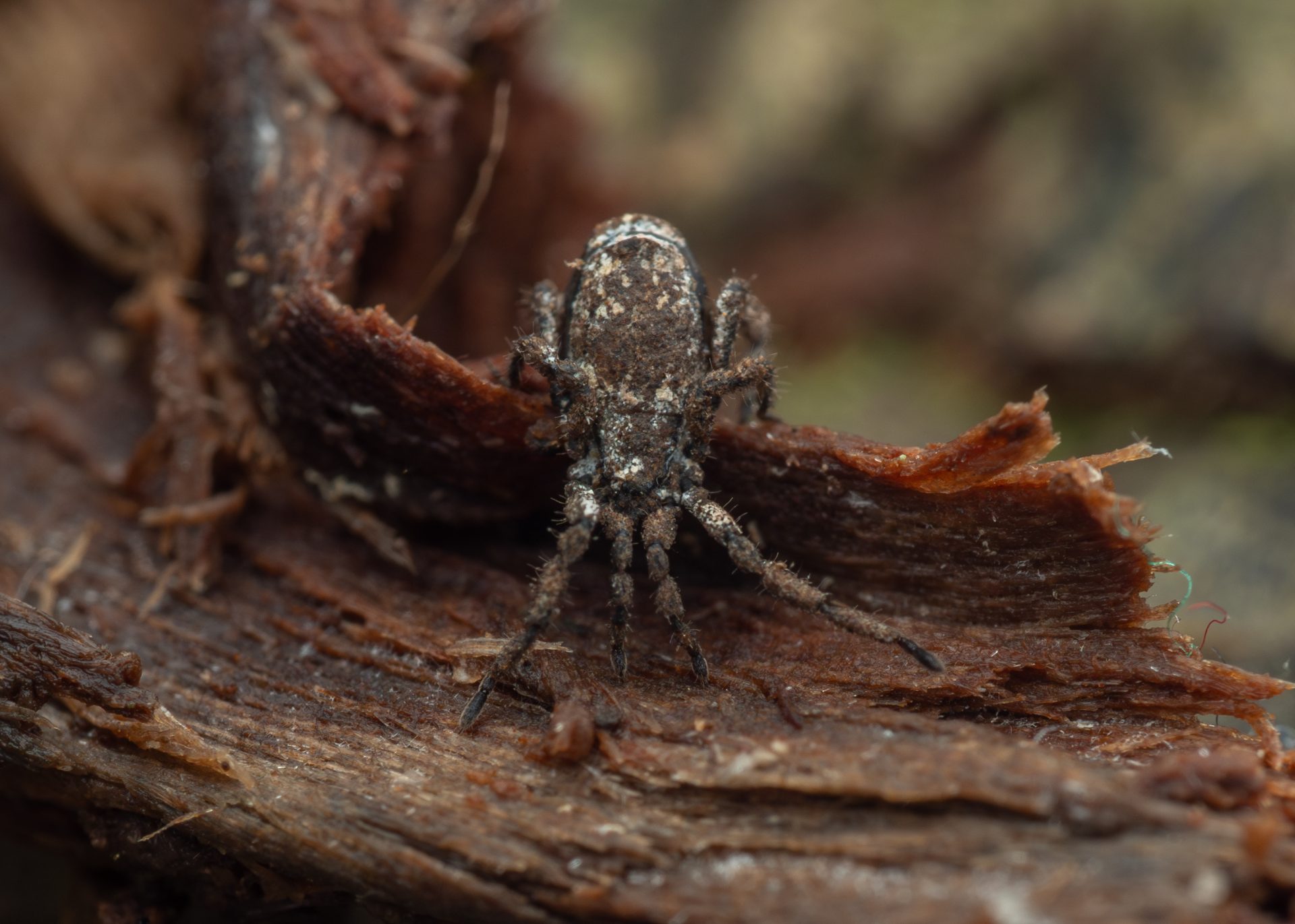 Northern Ireland, invertebrate finds in review 2023 - Buglife Blog ...