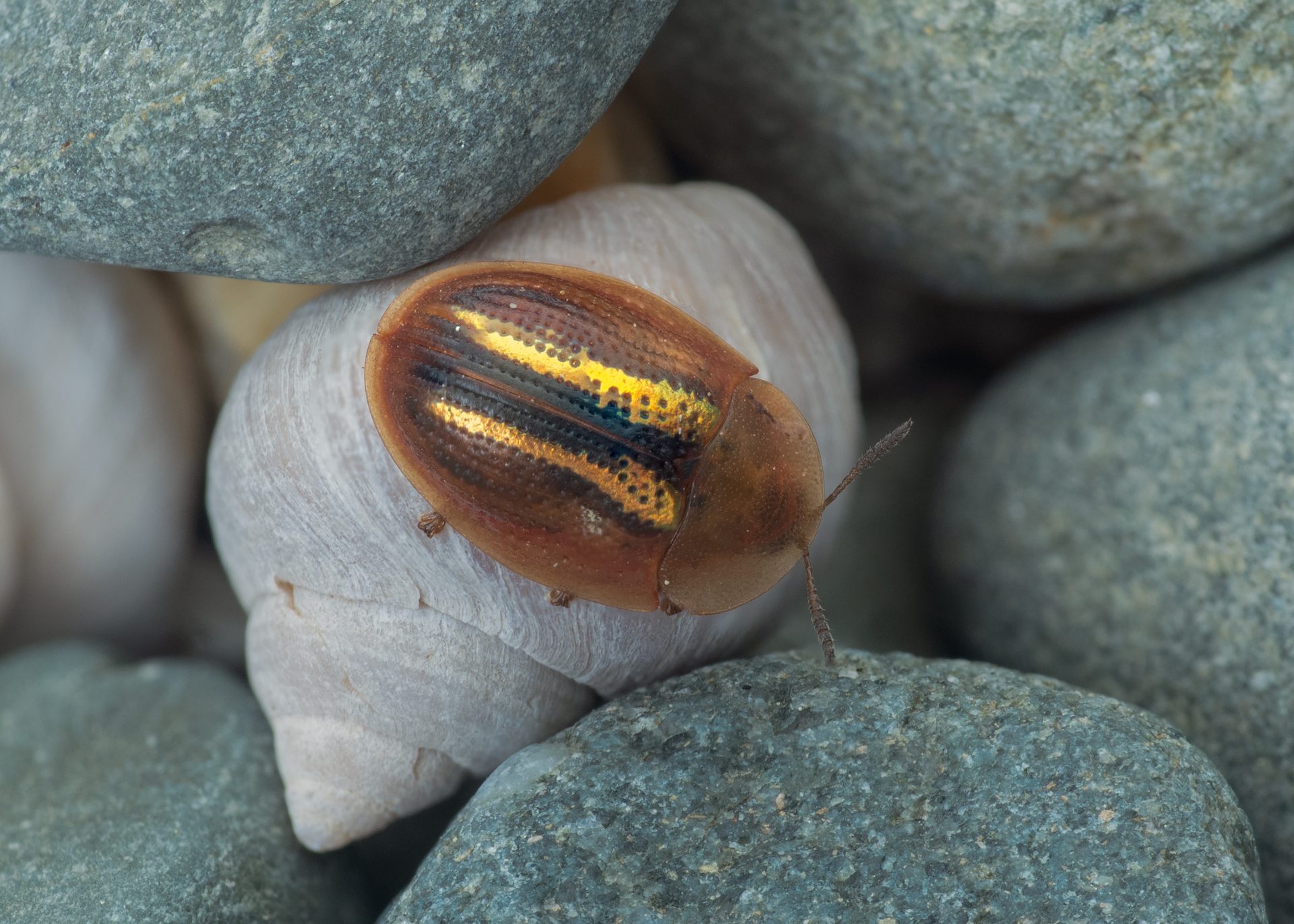 Northern Ireland, invertebrate finds in review 2023 - Buglife Blog ...