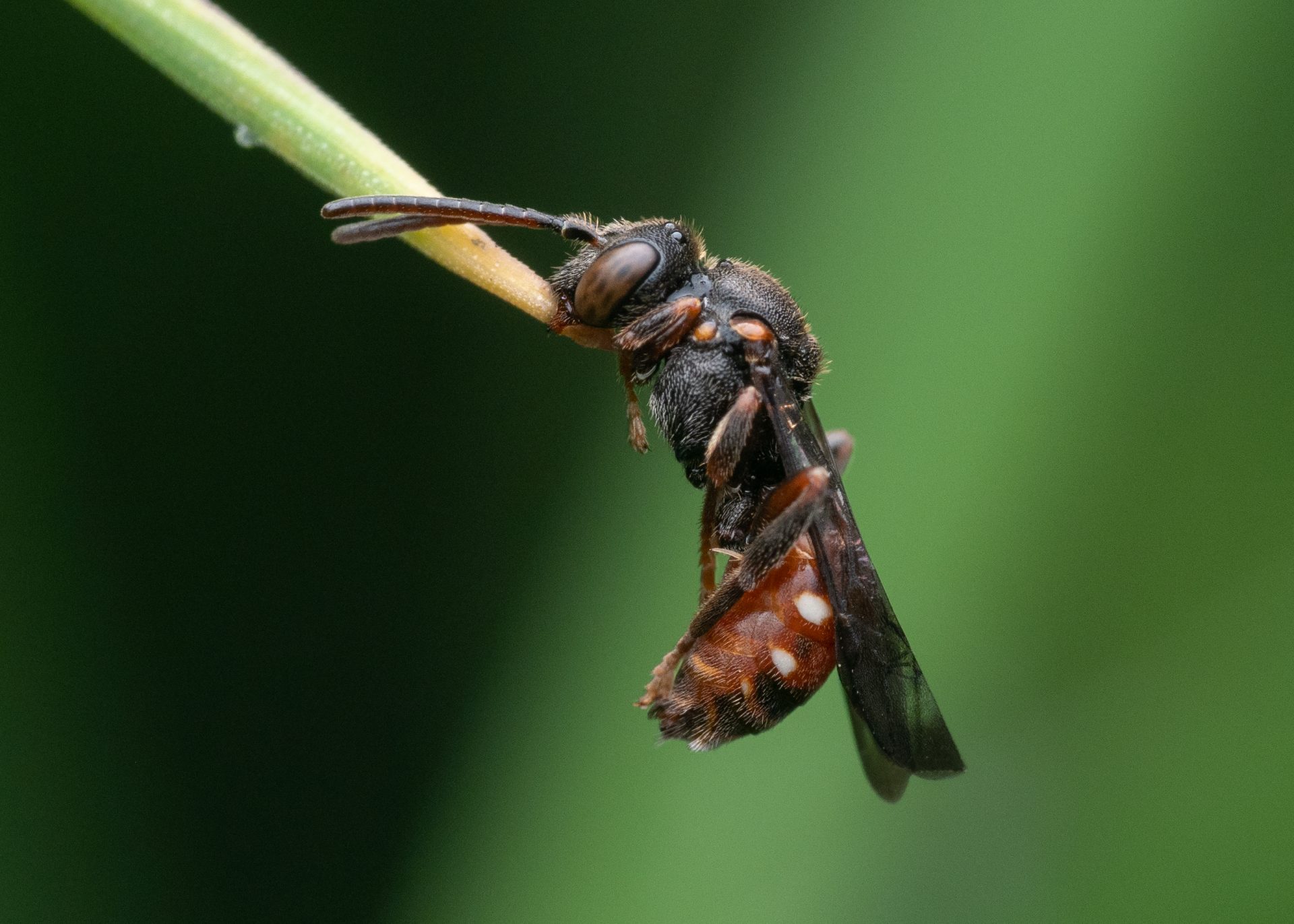 Northern Ireland, invertebrate finds in review 2023 - Buglife Blog ...