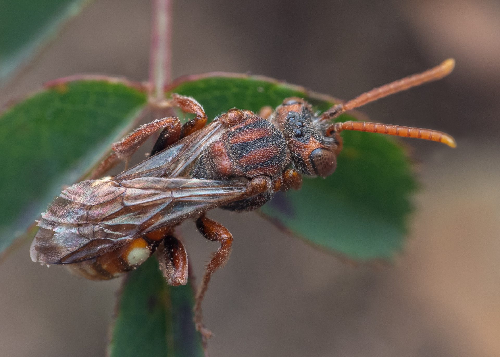 Northern Ireland, invertebrate finds in review 2023 - Buglife Blog ...