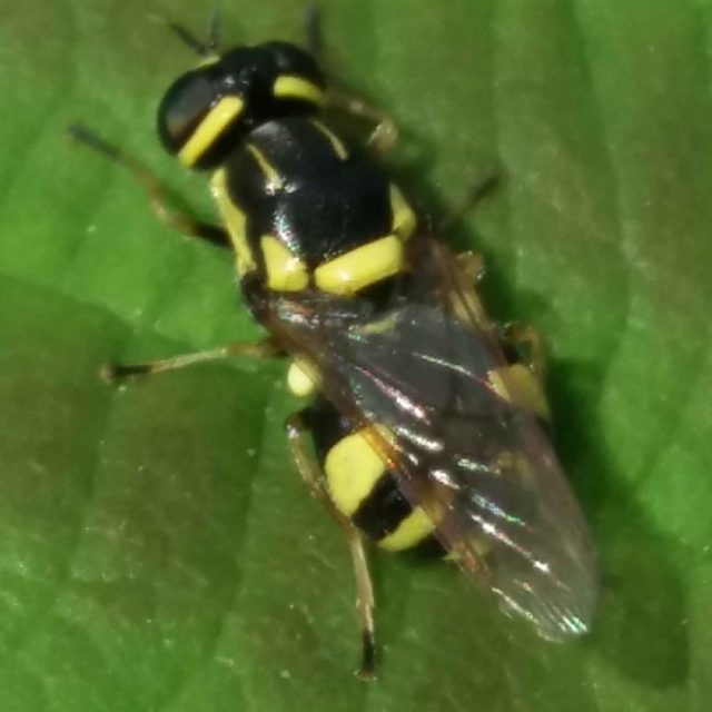 Soldierflies on the move... - Buglife Blog - Buglife