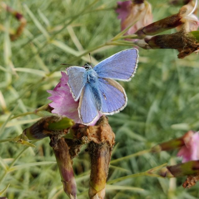 Aberdeen B-Lines - Buglife projects