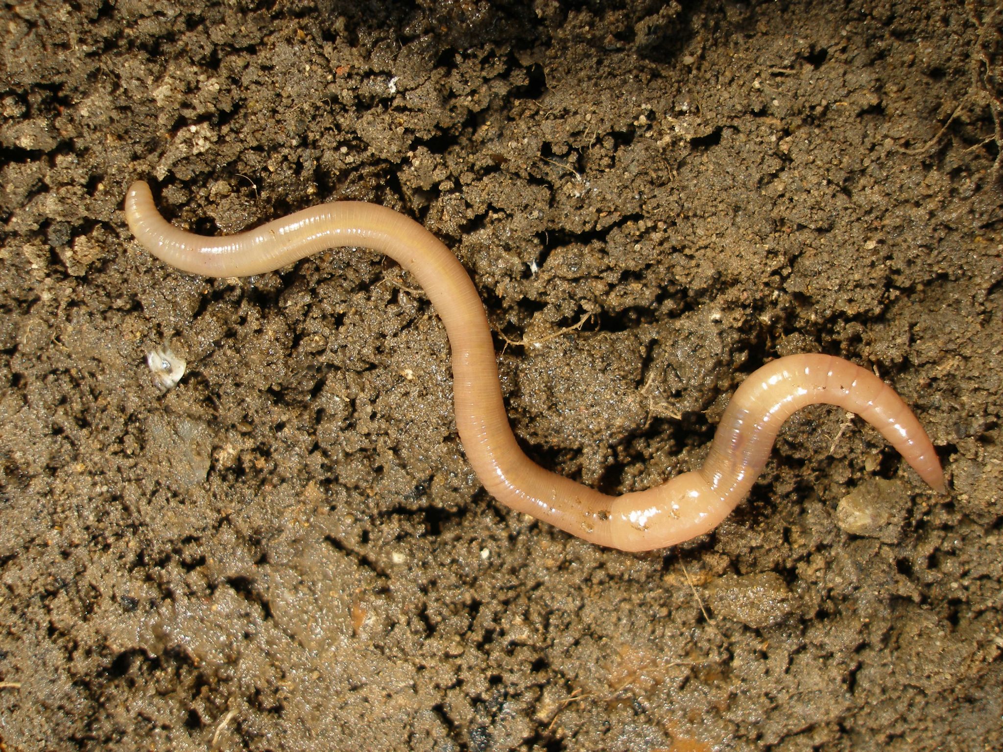 Terrestrial Invertebrates - Buglife