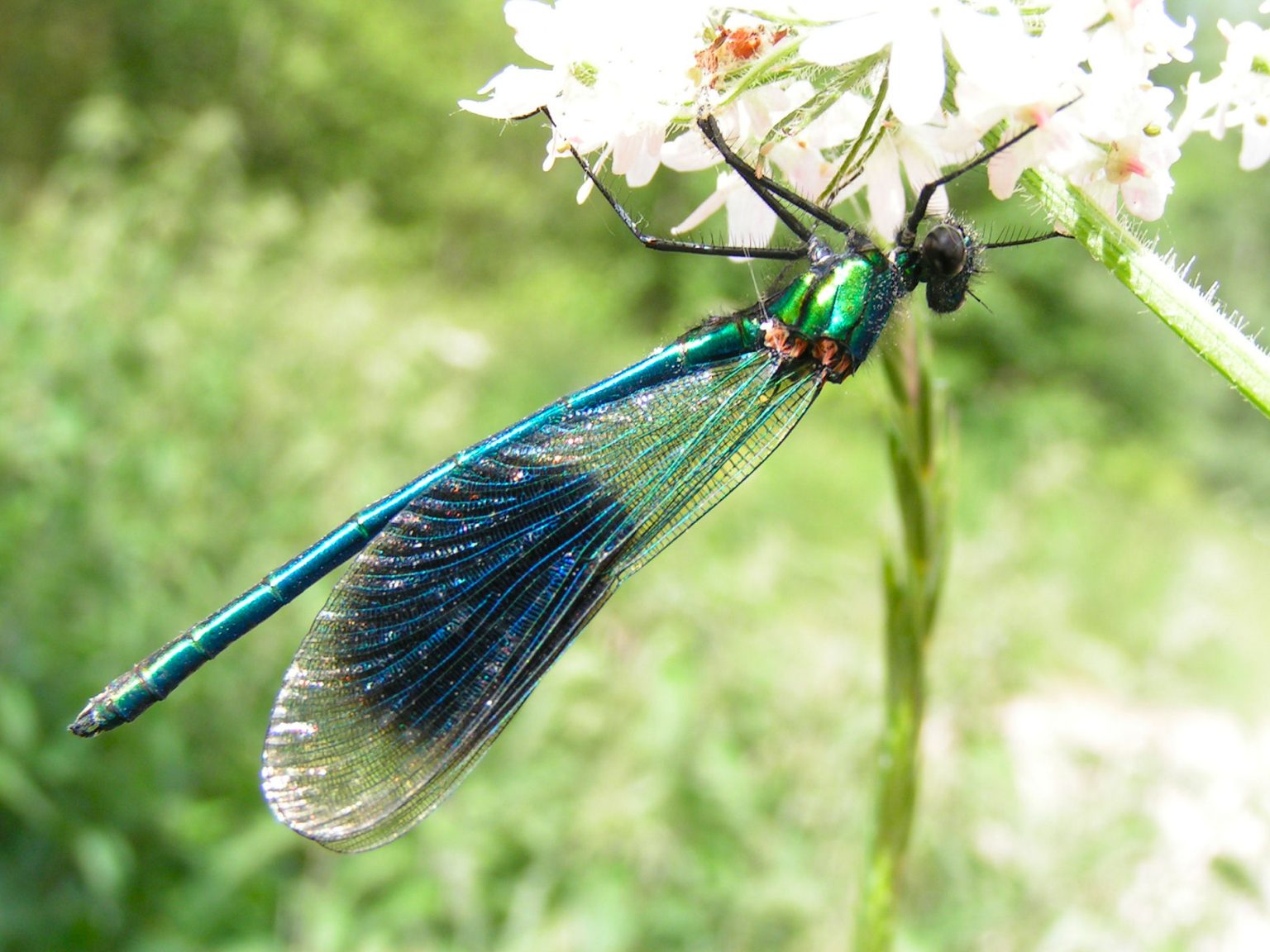 Freshwater Invertebrates - Buglife