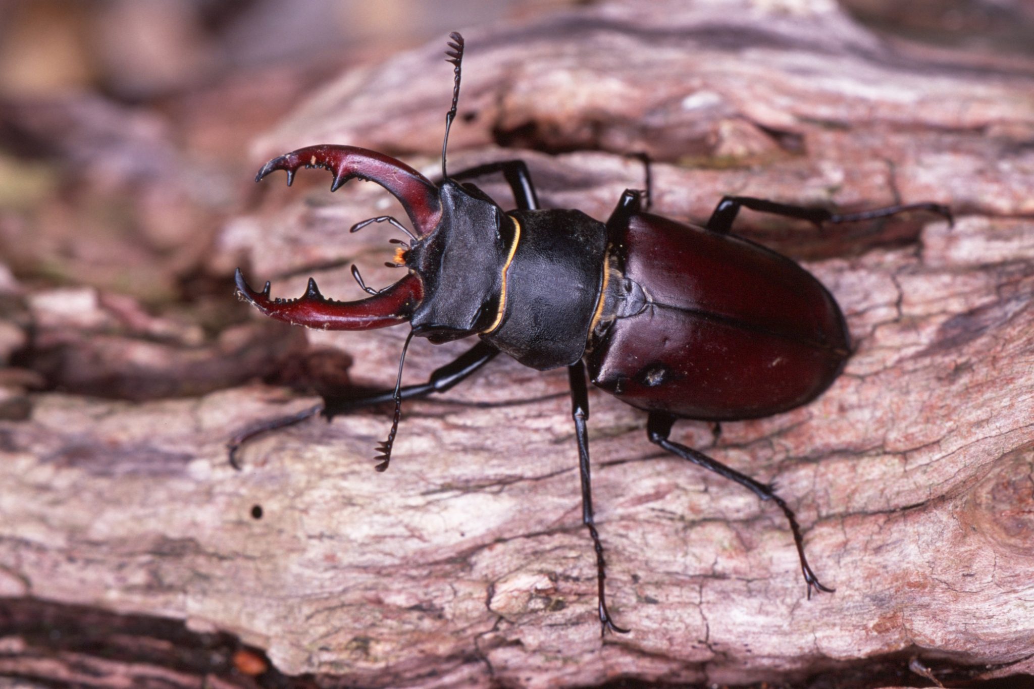 Terrestrial Invertebrates - Buglife