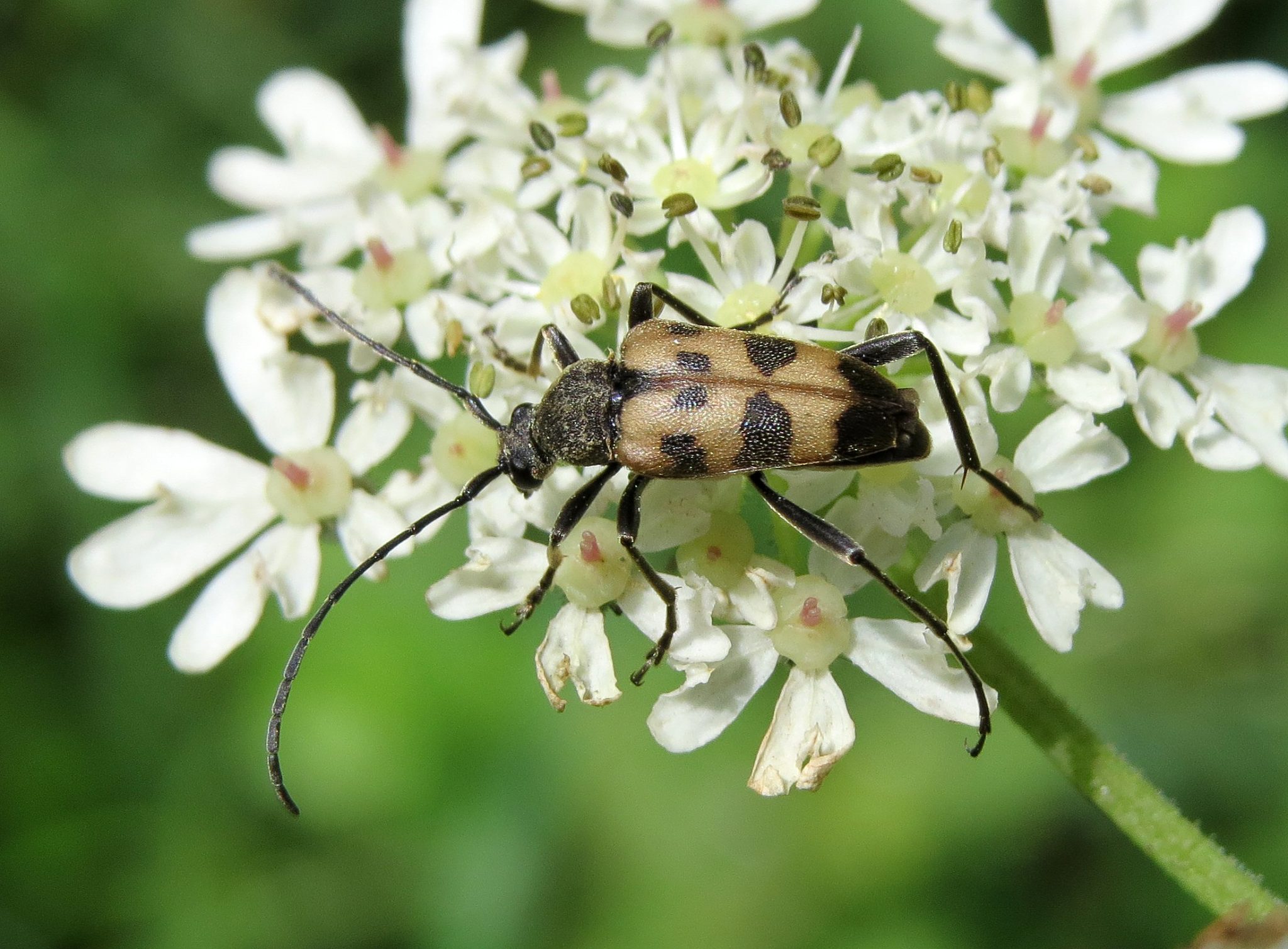Terrestrial Invertebrates - Buglife