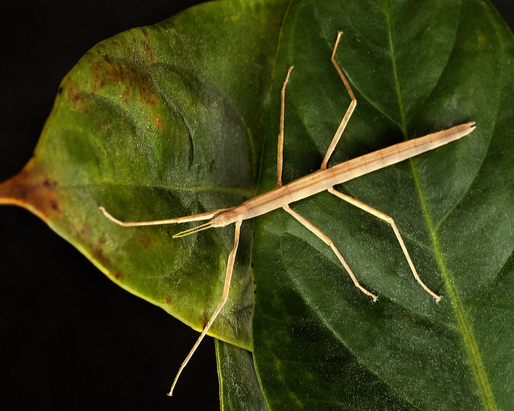 Smooth Stick Insect - Bug Directory - Buglife
