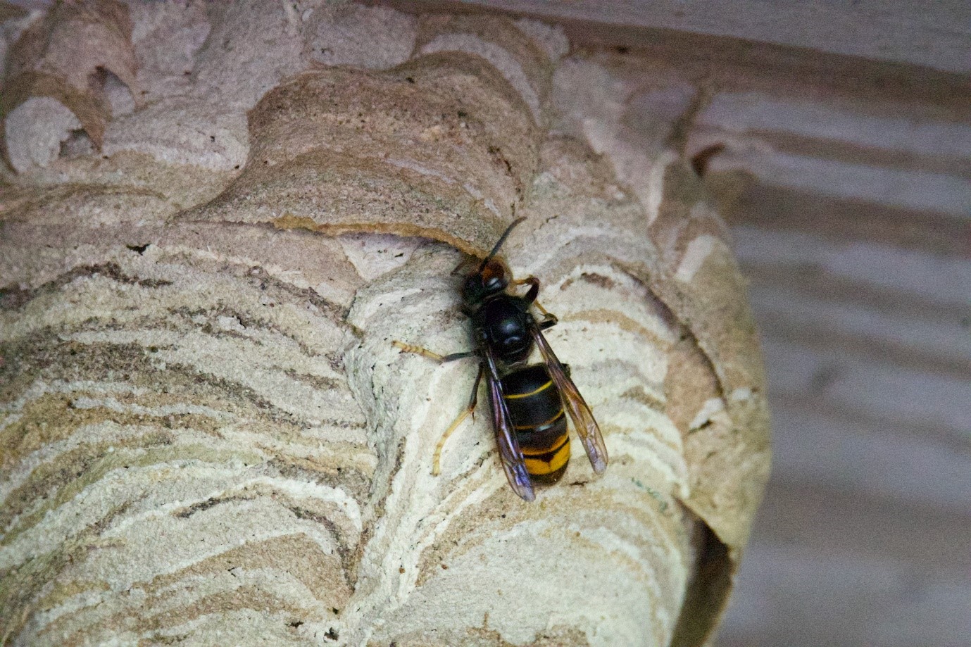 Yellow-legged Hornet - Bug Directory - Buglife