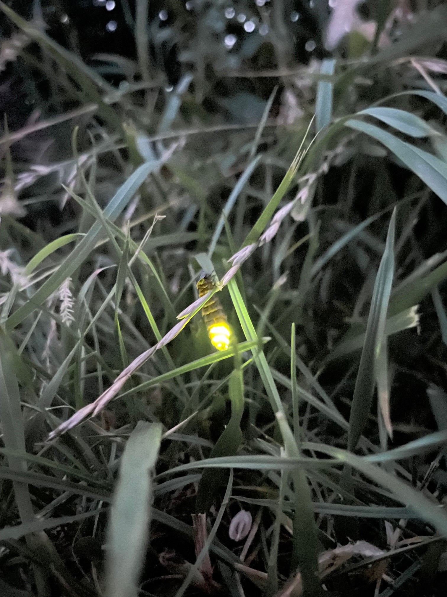 Nature's Night Lights - Buglife Blog - Buglife