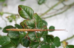 Smooth Stick Insect - Bug Directory - Buglife