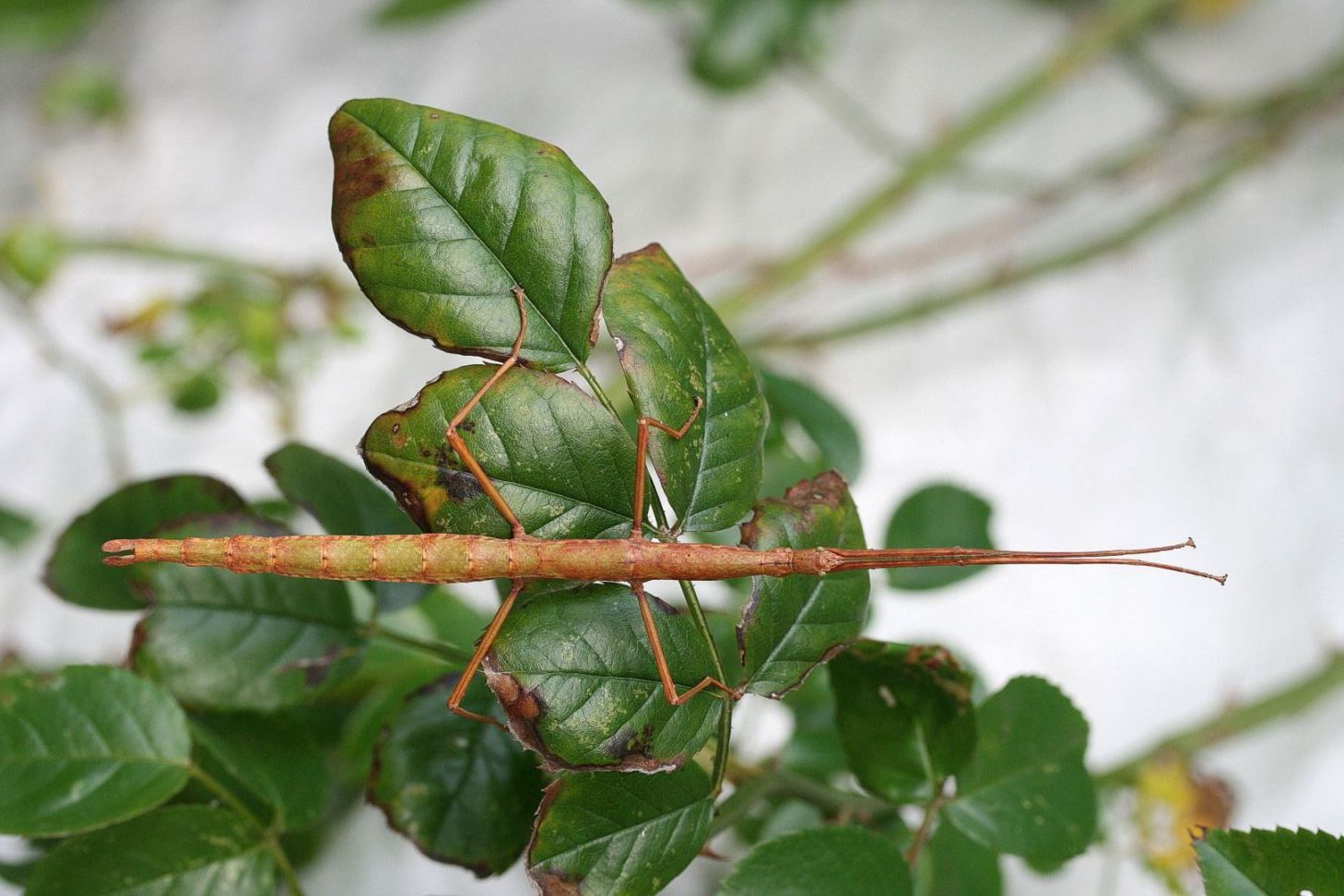 Unarmed Stick Insect - Bug Directory - Buglife