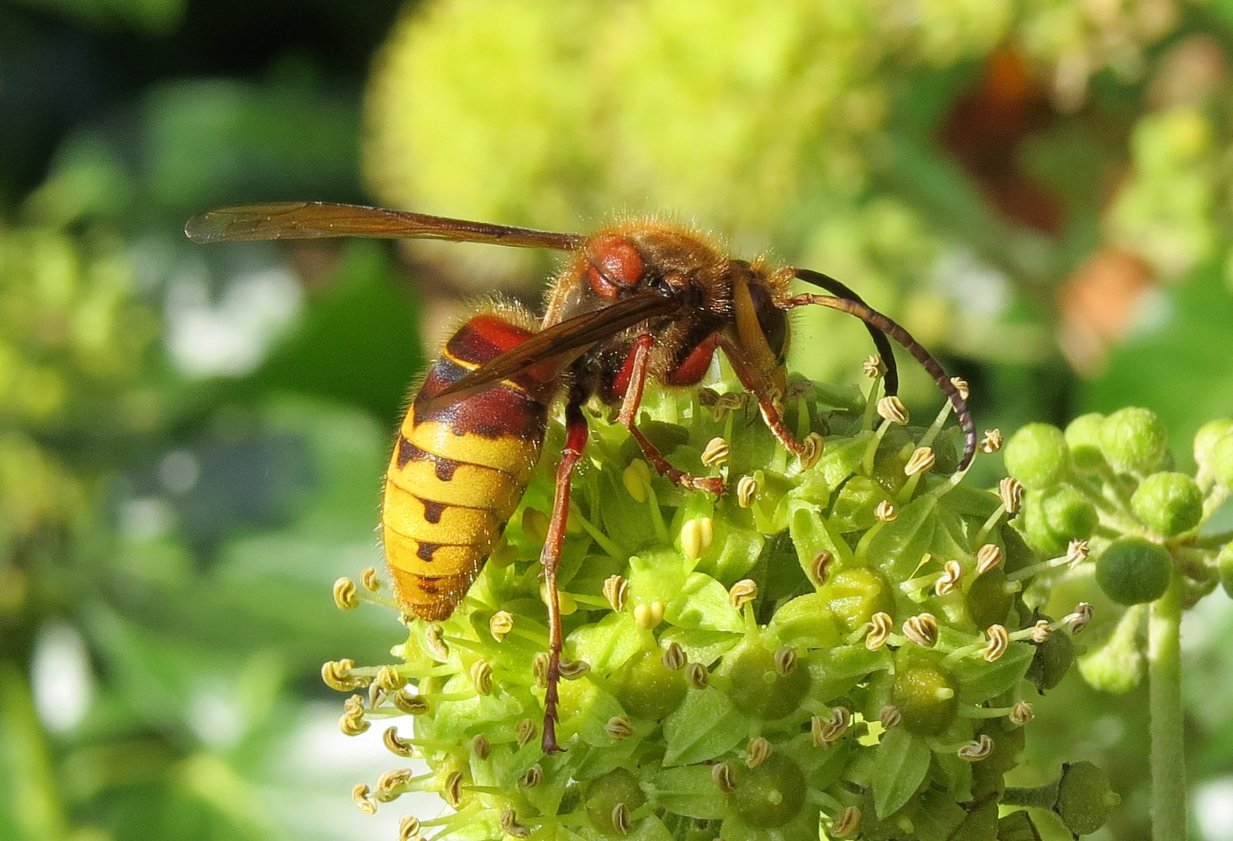 European Hornet - Bug Directory - Buglife