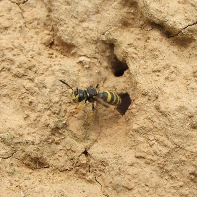 Middlewick Ranges - Buglife
