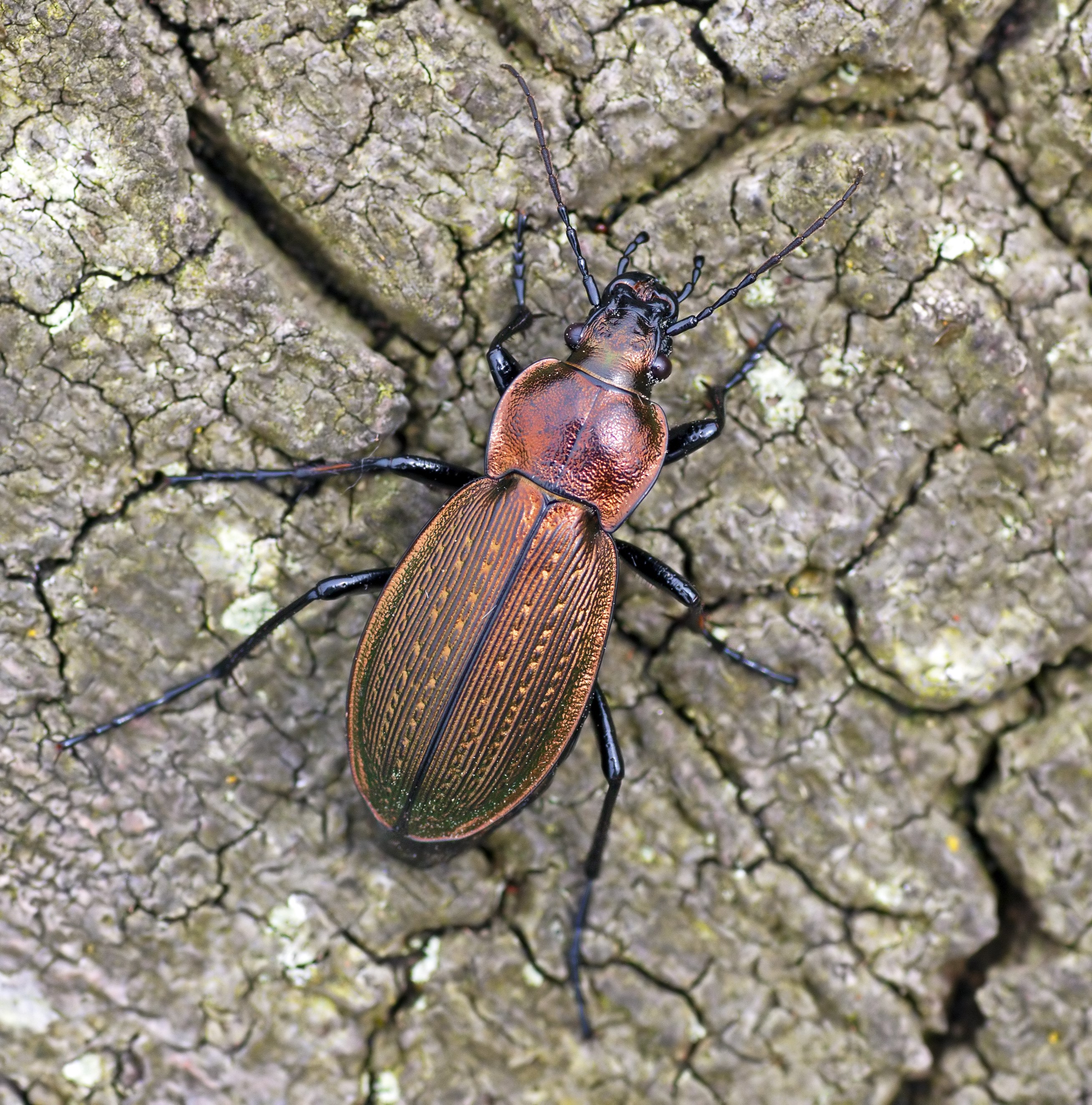 Necklace Ground Beetle - Bug Directory - Buglife
