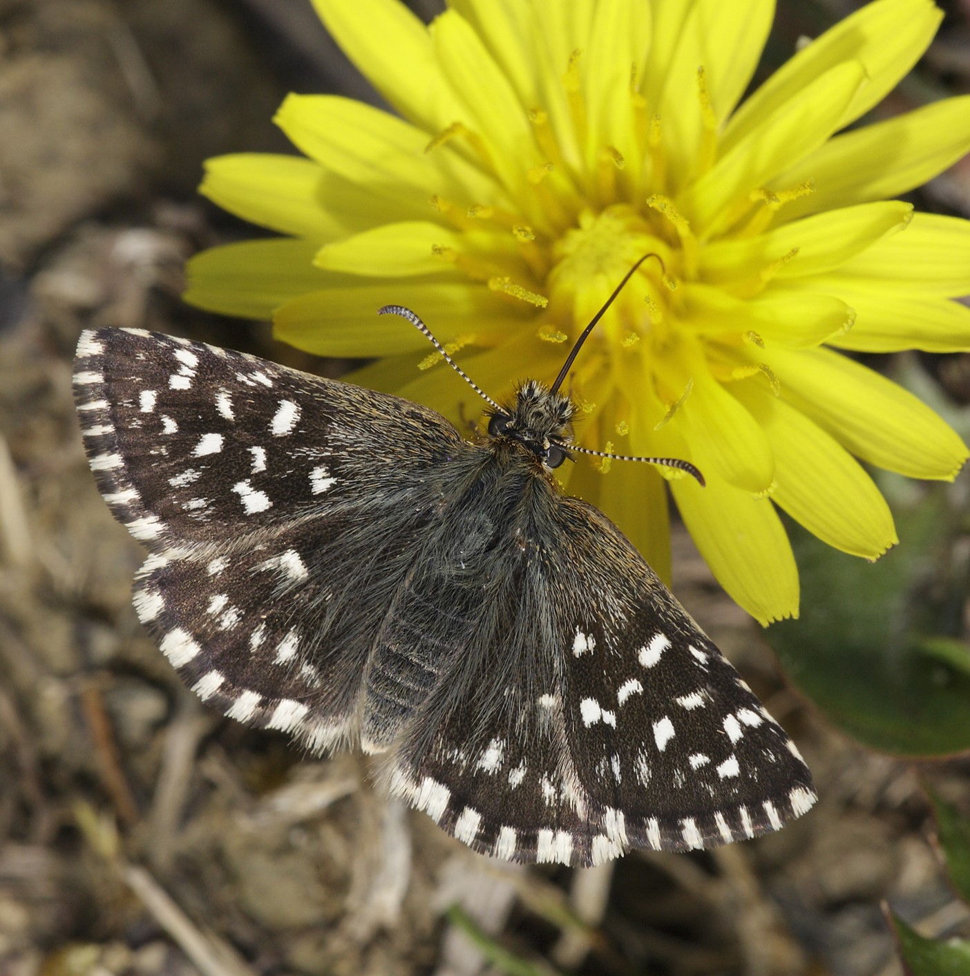 Grizzled Skipper - Bug Directory - Buglife